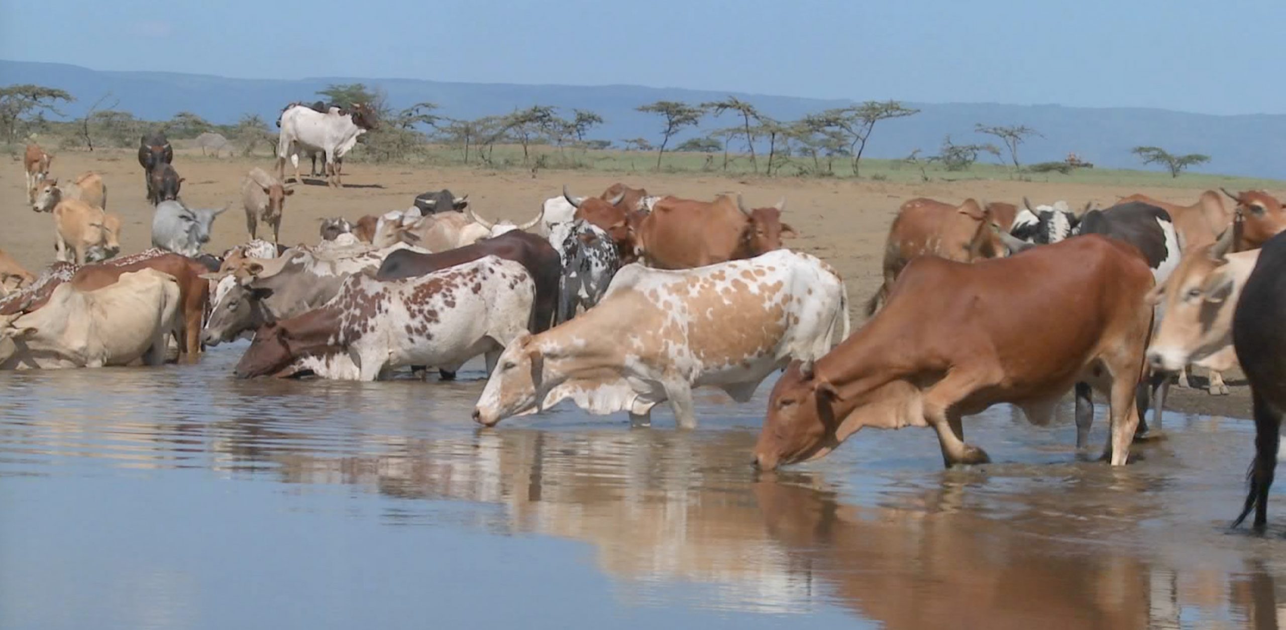 Home - Animal Traceability Solutions